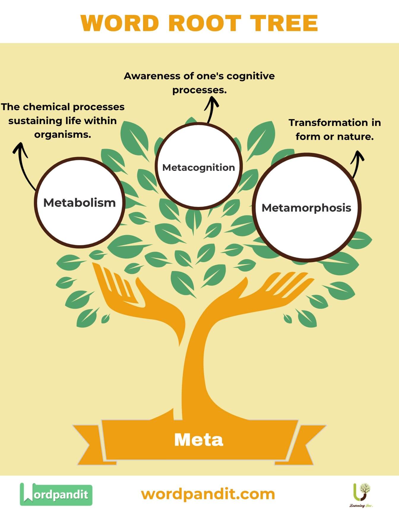 The Meta Root Word: Meaning, Definition, and Examples