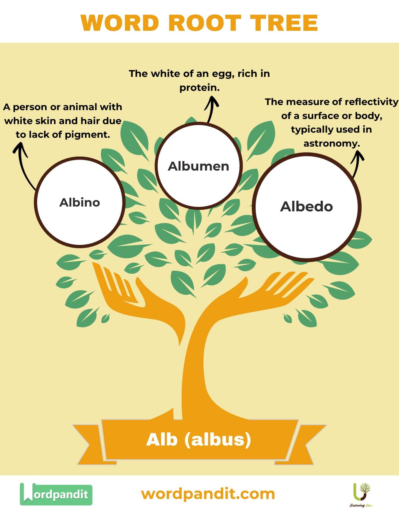 Alb Root Word Definition Meaning Examples Of Alb Alb Root Word Definition Meaning Examples Of Alb