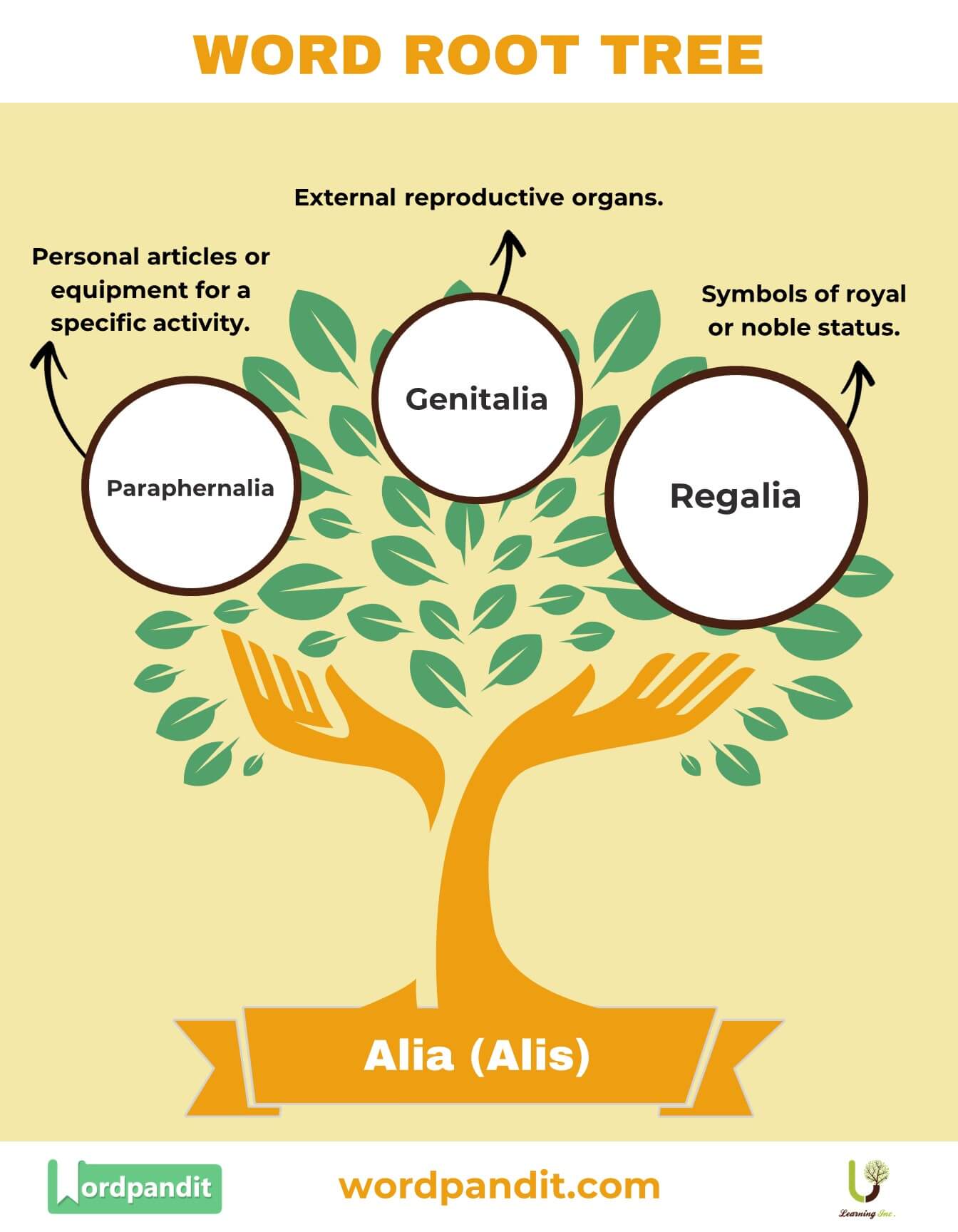 Discover the Origin and Meaning of the Alia Word Root