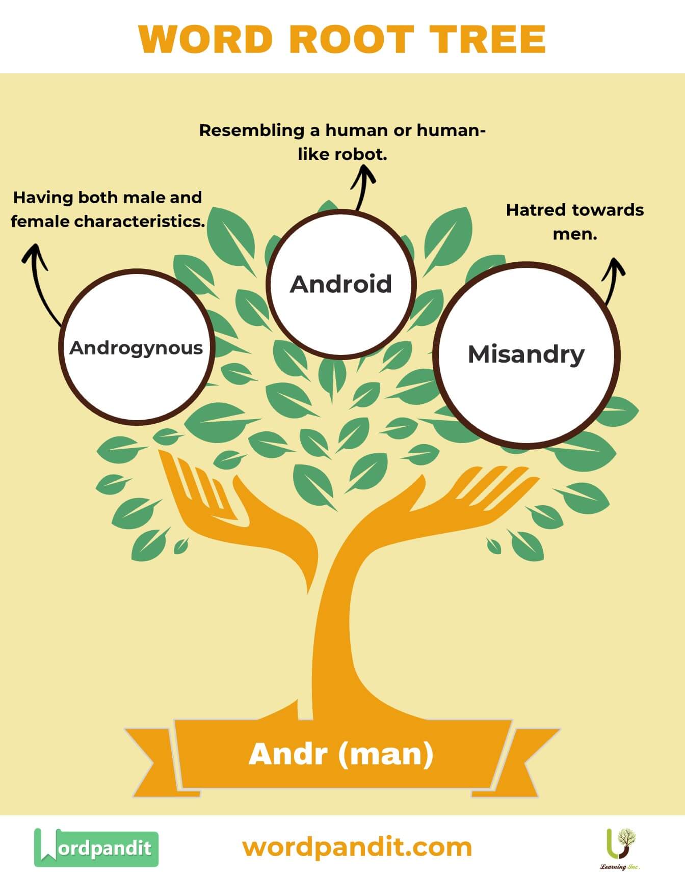 Andr Root Word Definition Meaning Examples Andr Root Word Definition Meaning Examples