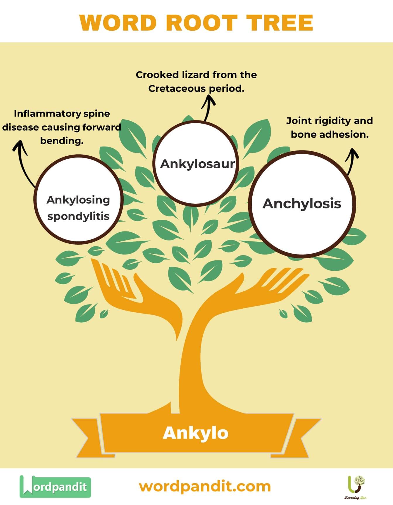 Understanding The Ankylo Root Word Definition Examples Understanding The Ankylo Root Word Definition Examples