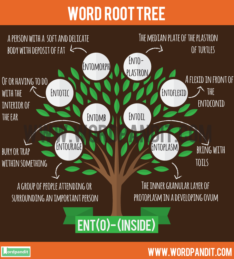 Word Root: Ent(o)- - Wordpandit