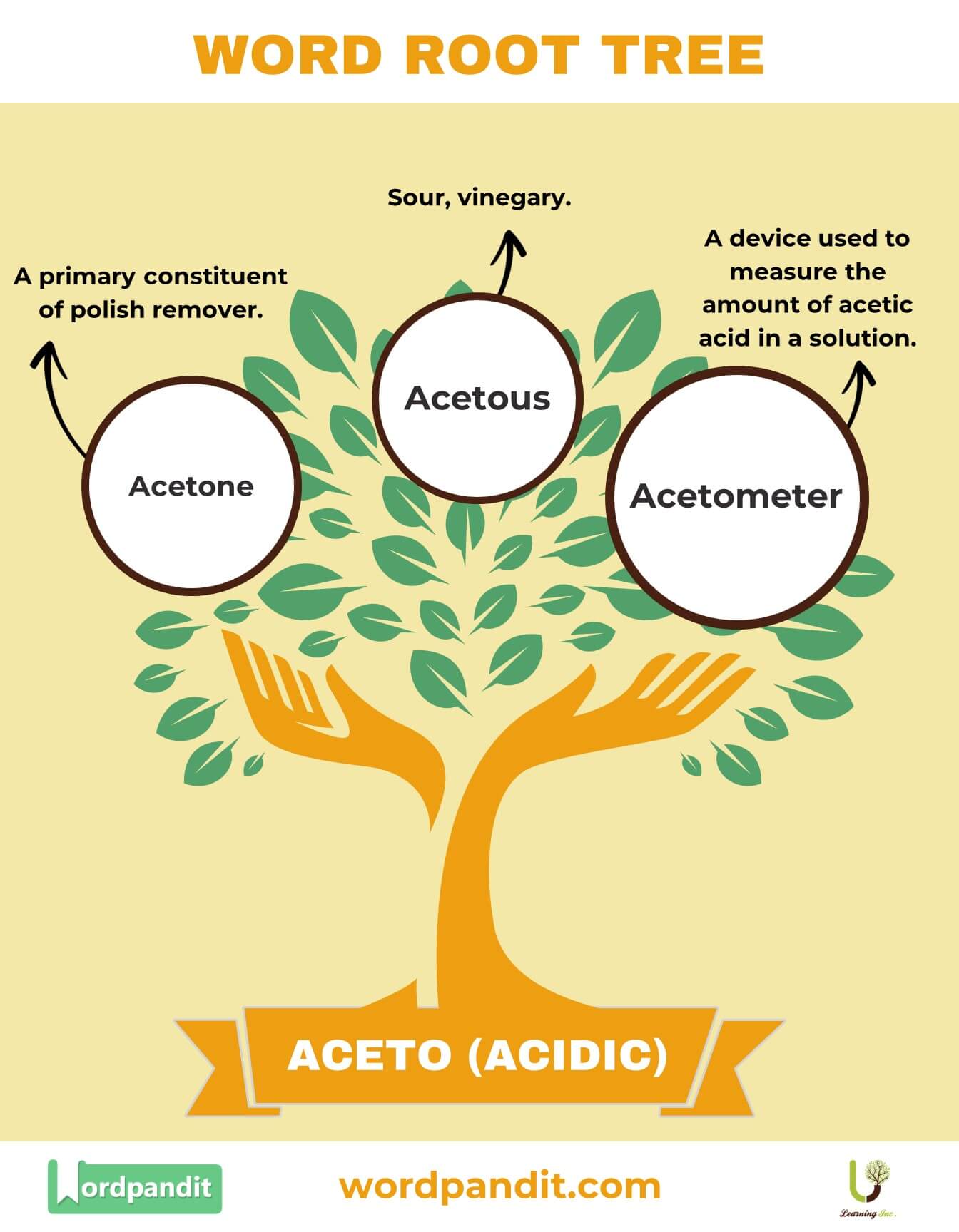 Understanding the Aceto Root Word and Its Derivatives
