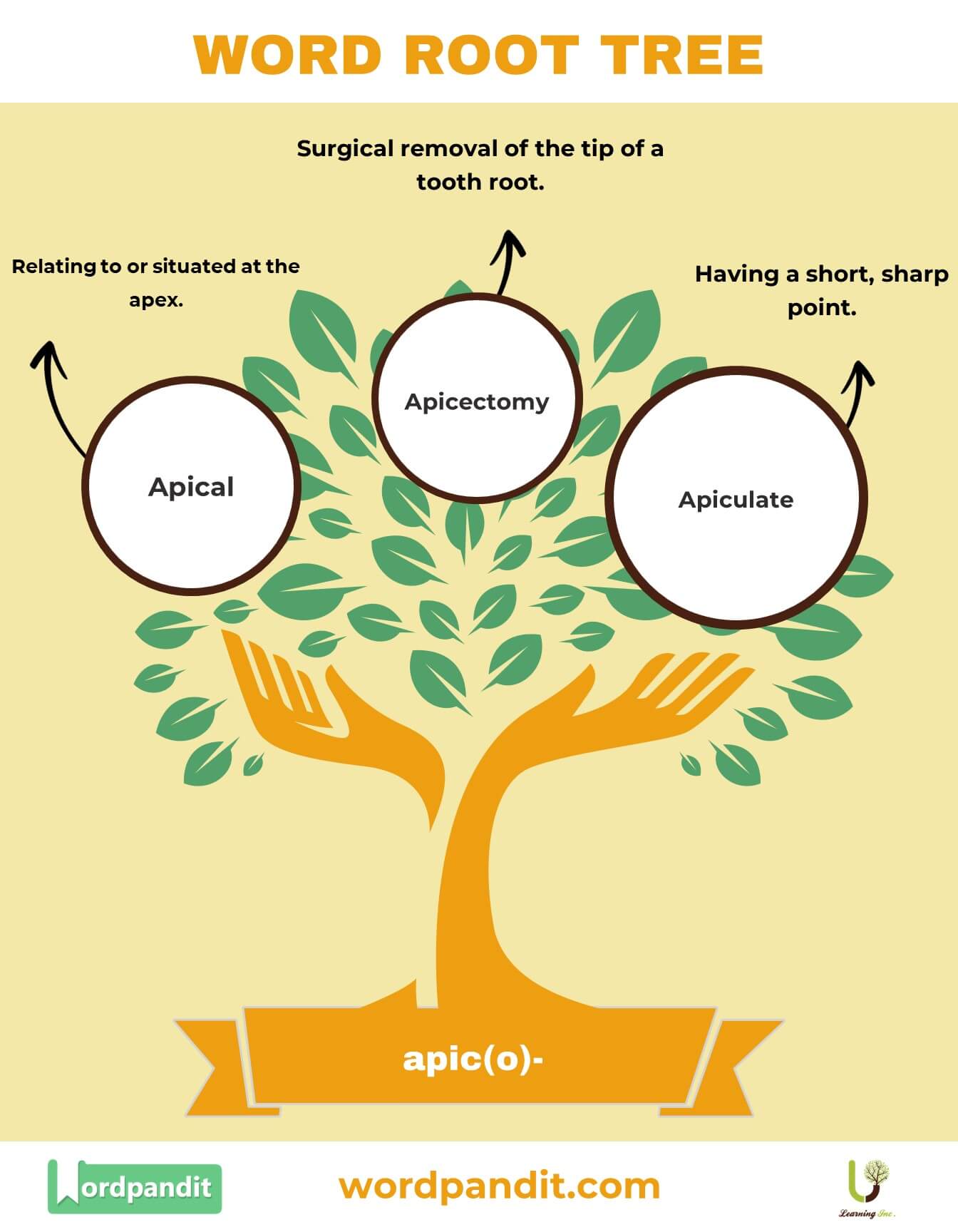 Understanding the Apic(o)- Root Word: Definitions & Common Examples