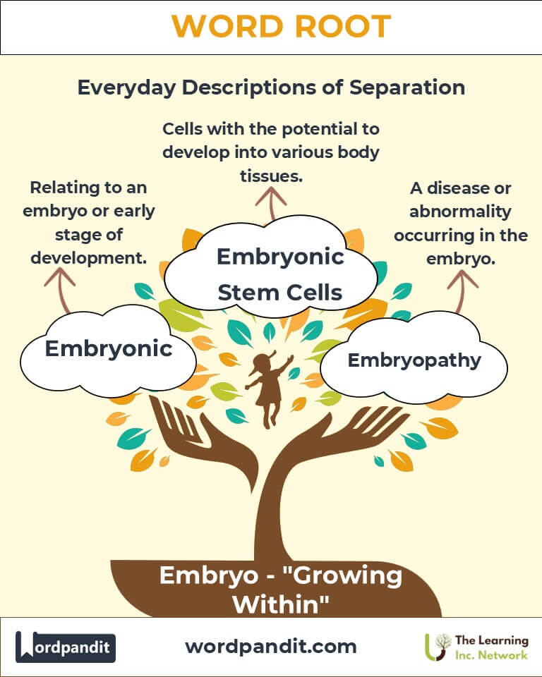 Embryo Root Word Understanding Its Meaning And Usage Embryo Root Word Understanding Its Meaning And Usage